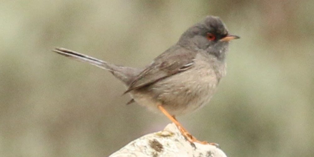 Passeriformi (Italiani) - Passeriformi